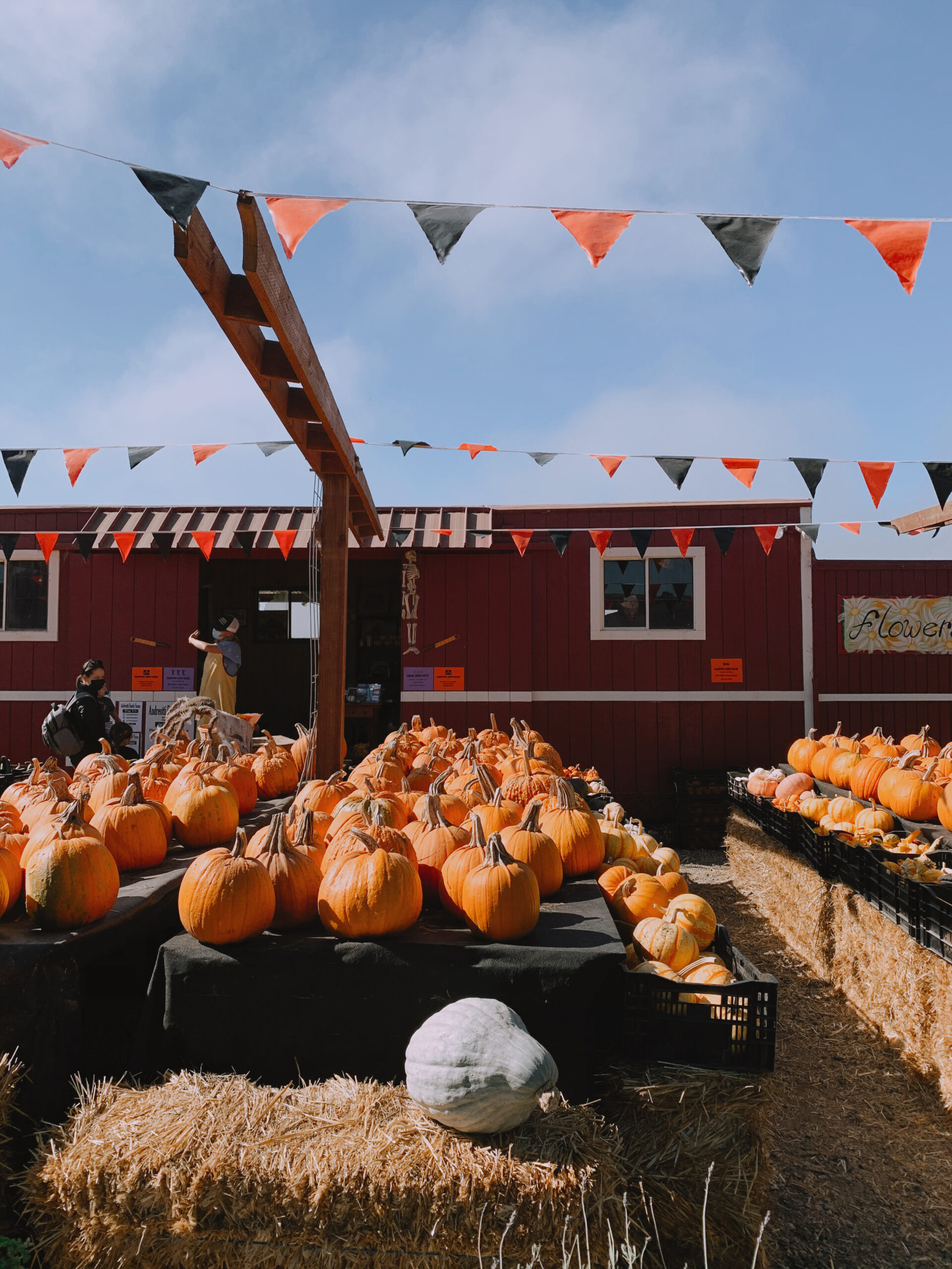 First Time Visiting a Pumpkin Patch - ohsobetty