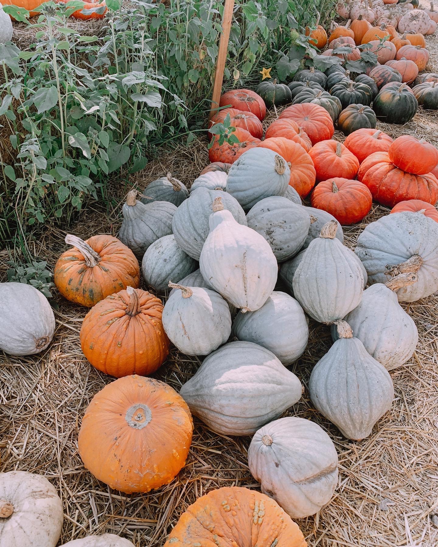 First Time Visiting a Pumpkin Patch - ohsobetty